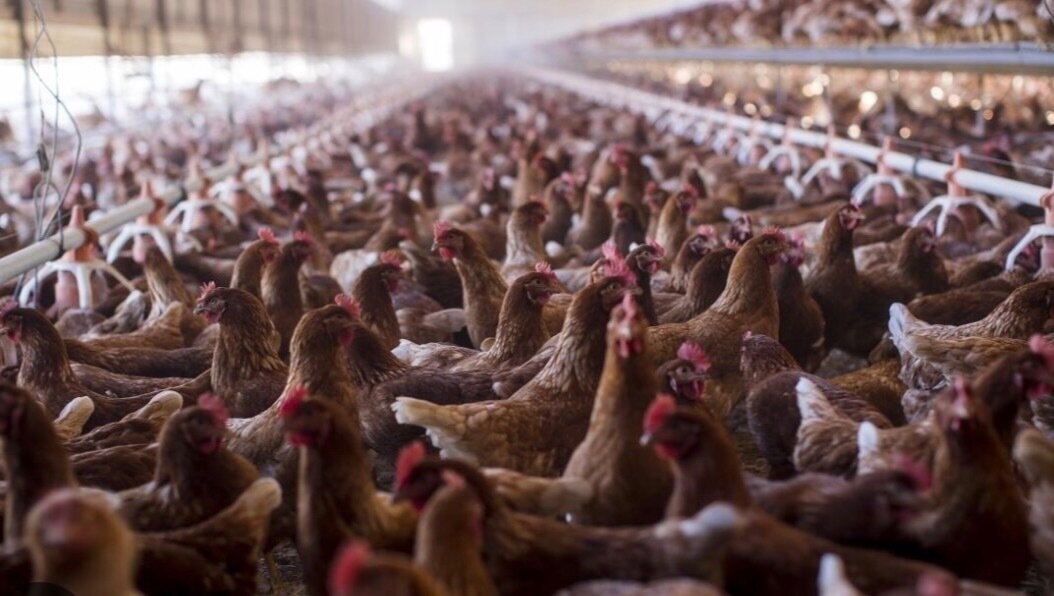 Petition · Require Proof for "Free-Range Chicken" Labels - United ...
