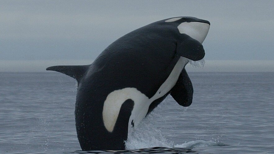 Petition · Saving the Orcas! - United States · Change.org