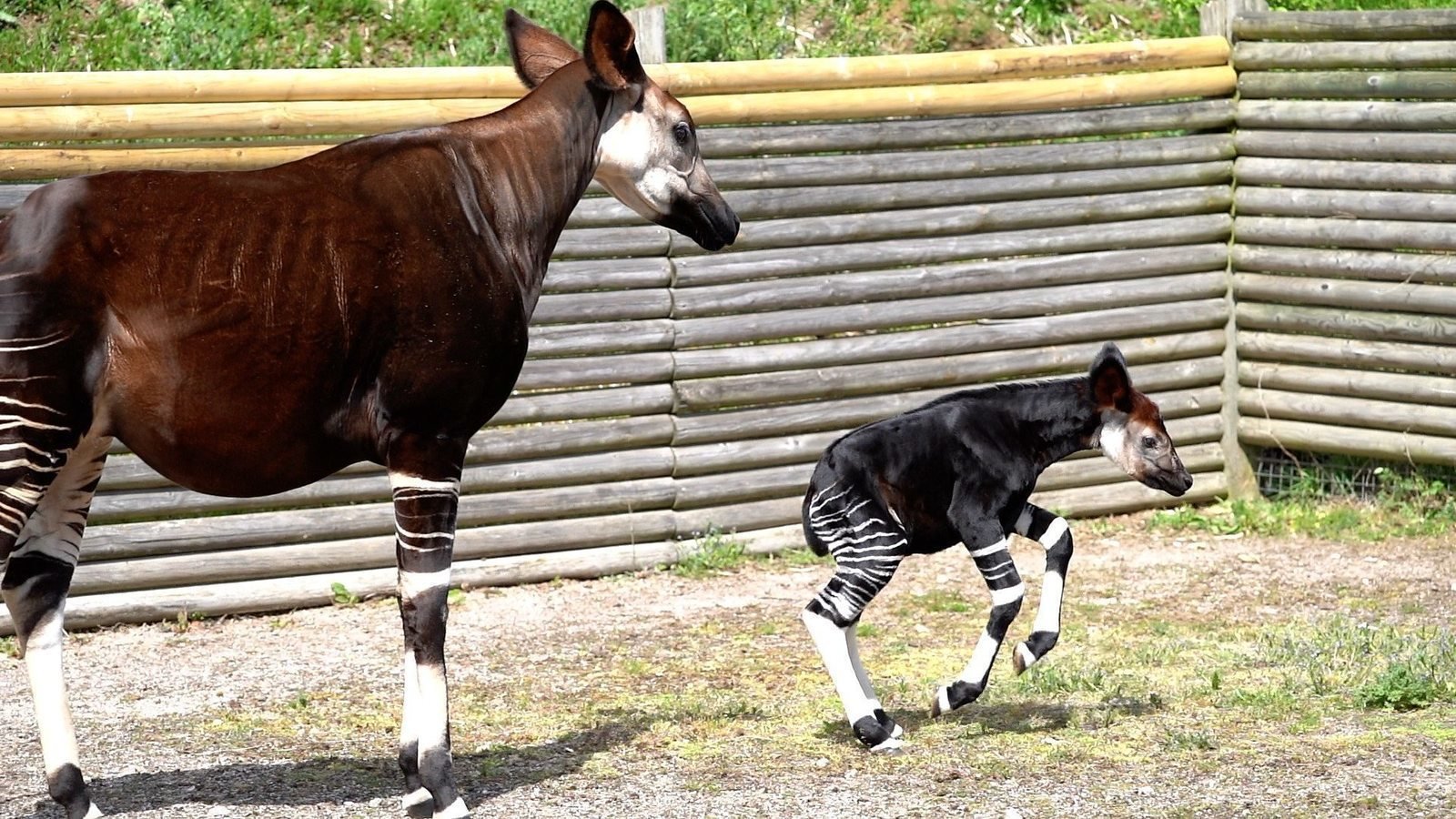 Petition · An endangered mammal- The Okapi - India · Change.org