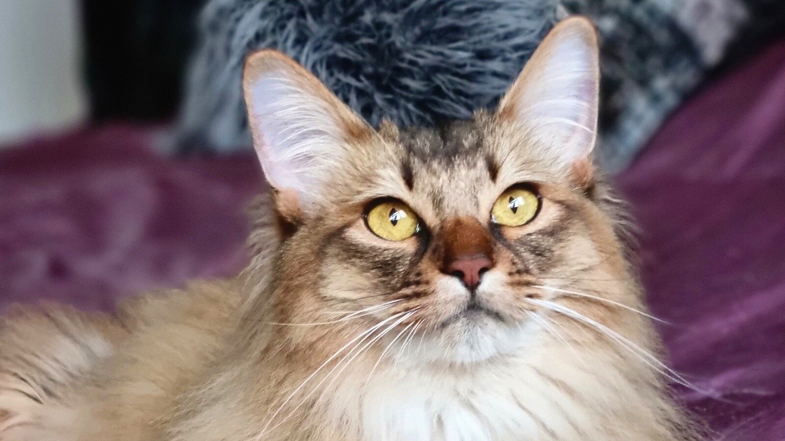 Petition · Ban Cat Imports from Countries Affected by FCov-23 - United ...