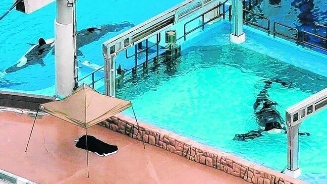 Petition · End Animal Captivity: Liberate the Innocent Souls - United ...