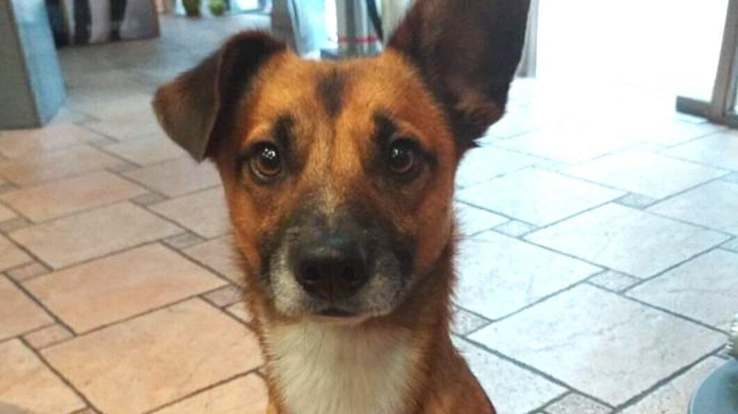 Petition update · ¡Victoria! MAK podrá acudir a la boda de Conchi y ...