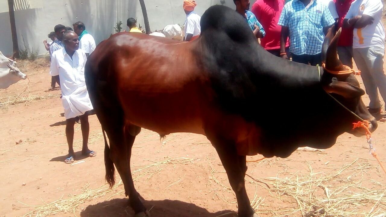 Petition · Classify native bull in South India as animal in extinction ...
