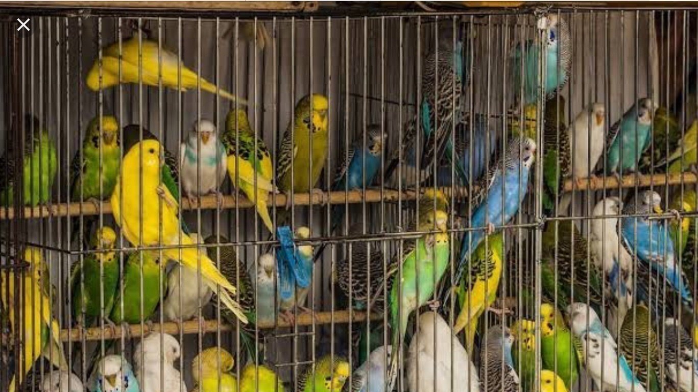 Petition · STOP CAGING BIRDS - India · Change.org