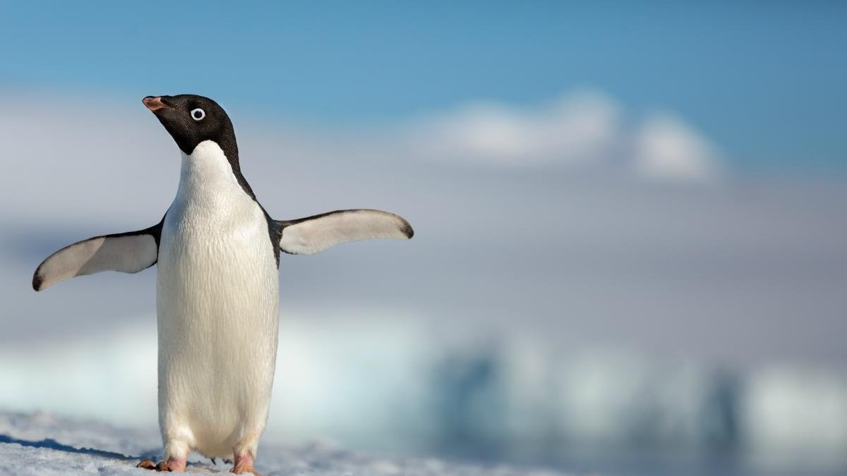 Petition · Teach Penguins how to Fly · Change.org