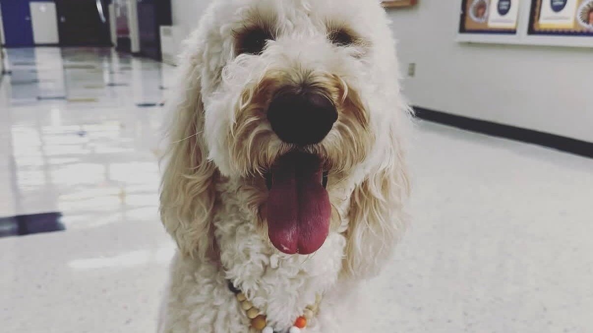 Petition · Bring Gunner Back: Restore Our School Therapy Dog ...