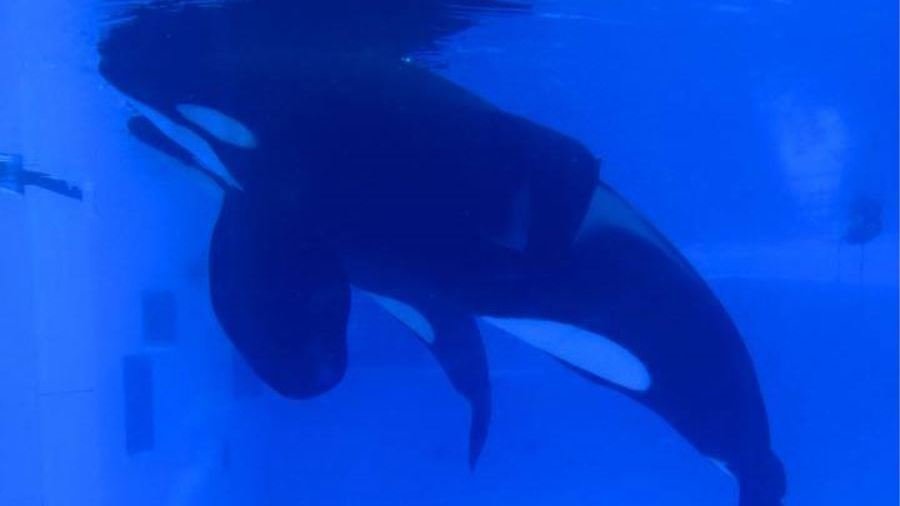 Petition · SeaWorld: End Captive Orca Breeding Program - United States ...
