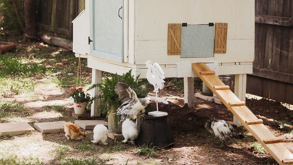 Petition · Amend HOA bylaws to permit backyard chickens - Keller ...