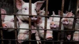 Petition · Establish Humane Practices in Factory Farming - United ...
