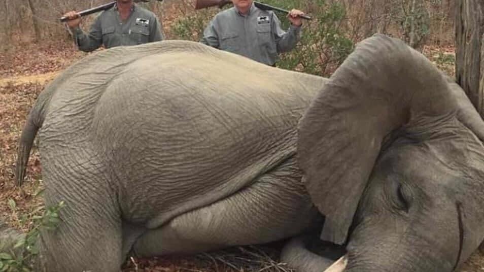 Petition · Stop trophy hunting - New Zealand · Change.org