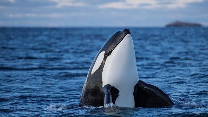 Petition · Ban Seaworld Forever - United States · Change.org