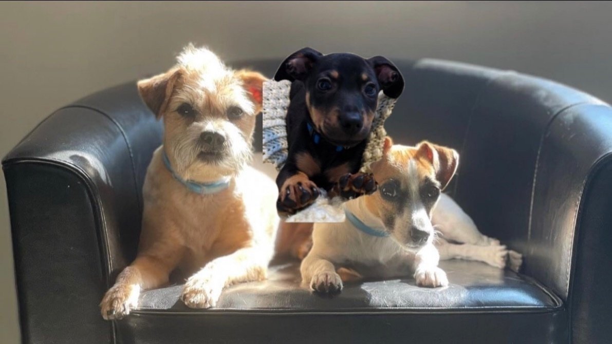 Petition · getting a 3rd dog - United States · Change.org