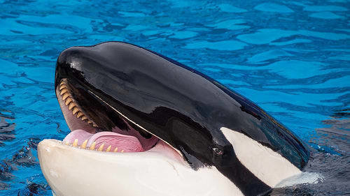 Petition · STOP THE USE OF ORCAS FOR COMMERCIAL DISPLAY - United ...