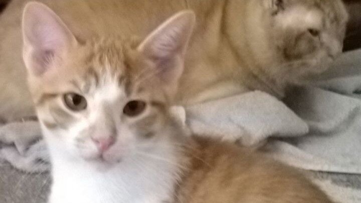 Petition · Convince my mom to let me get Mr. Butters - United States ...