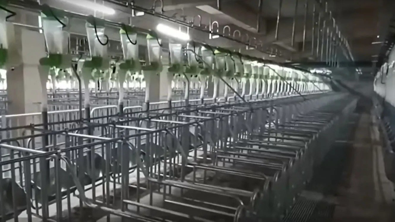 Petition update · Stop al Pig Palace inaugurato in Cina! · Change.org ...