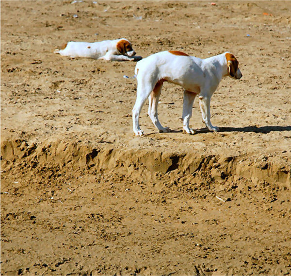 Petition · Turkey: Strengthen The 'Animal Rights and Protection' Bill ...