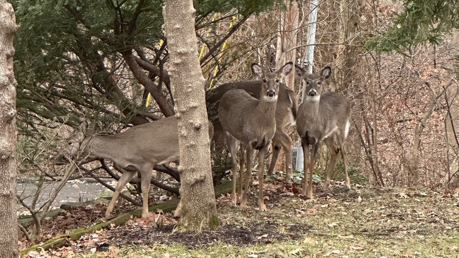 Petition · Keep Bow Hunting Legal in Columbus, Ohio - Columbus, United ...