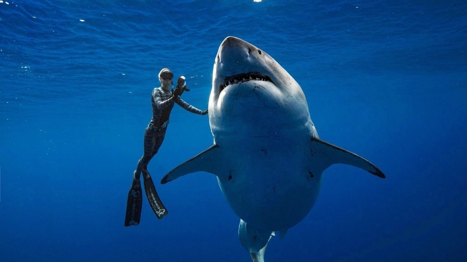 Petition · Stop the overfishing of sharks!! - United States · Change.org