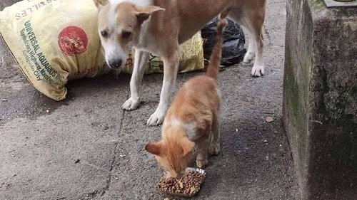 Petition · Prevent animal starvation — let's feed them with love ...