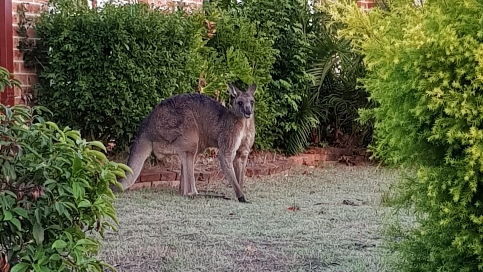 Petition · Feed Australian wildlife in the Windsor Downs Nature Reserve ...
