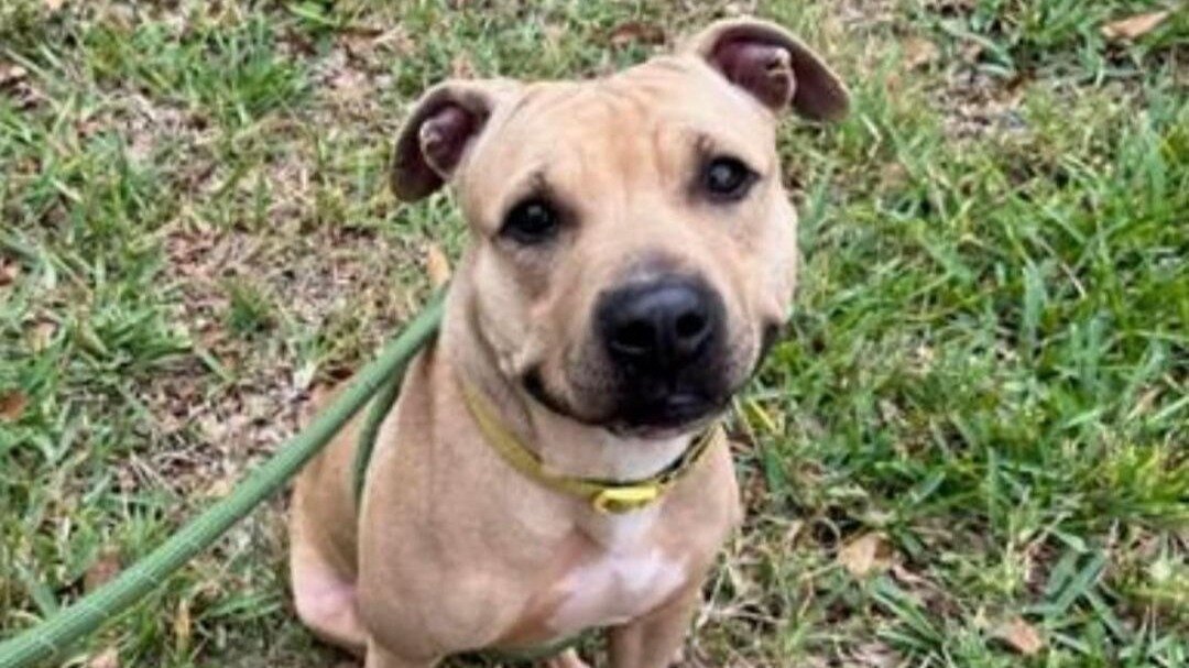 Petition update · Annette Jose Just Keeps Killing Dogs! This Is The ...