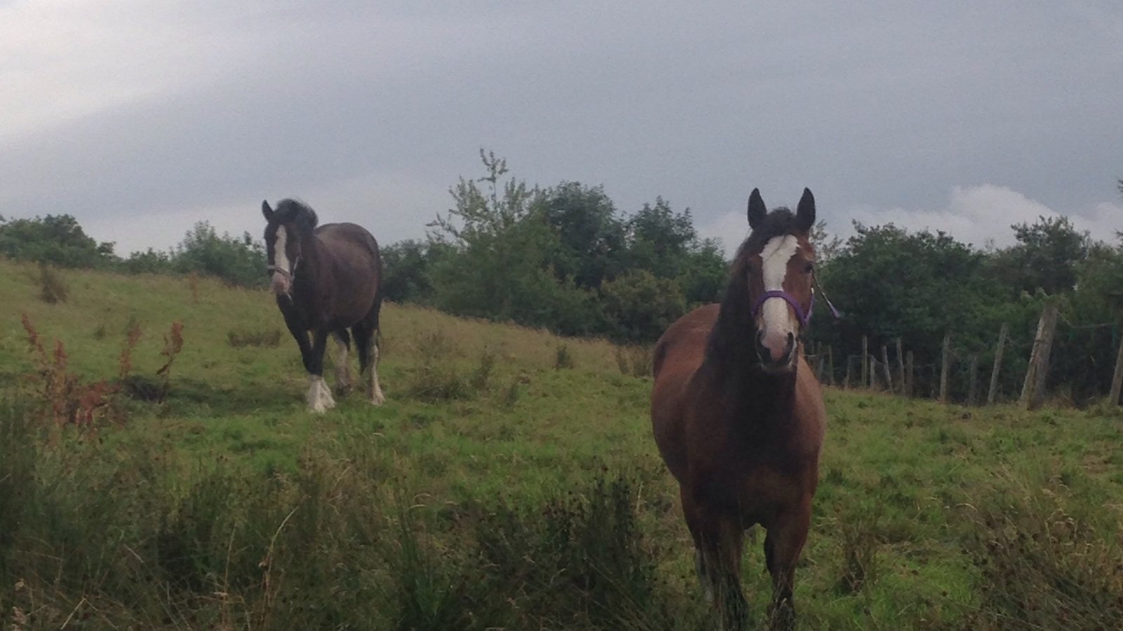 Petition · Stop the plans to build in Bacup's countryside reference H54 ...