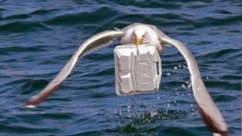 Petition · Help Our School Reduce Styrofoam Pollution · Change.org