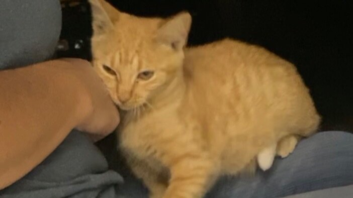 Petition · Let Nala stay indoors - United States · Change.org