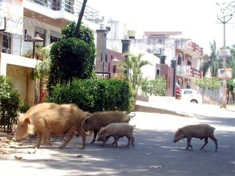 Petition · End the stray pigs menace in Gurgaon - India · Change.org