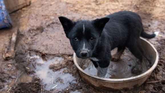 Petition · Stop Animal Cruelty and Ban Animal Testing! - Canada ...