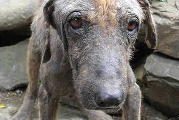 Petition · Stop vilifying stray dogs in Mauritius and promote Animal ...