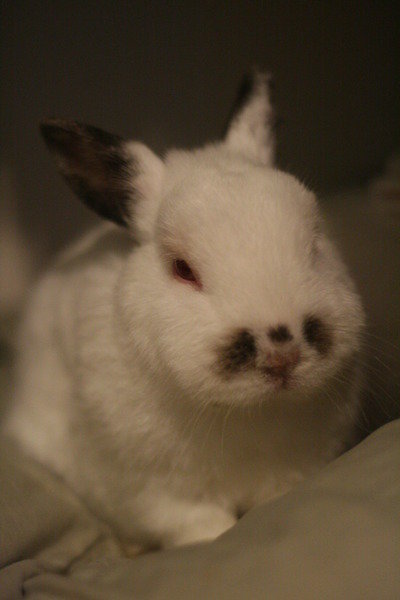 Petition · Stop Selling Rabbits - United States · Change.org