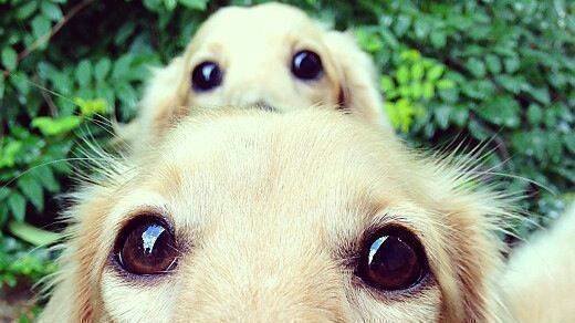 Petition · Ban Acts of Zoophilia and the Distribution/Possession of ...