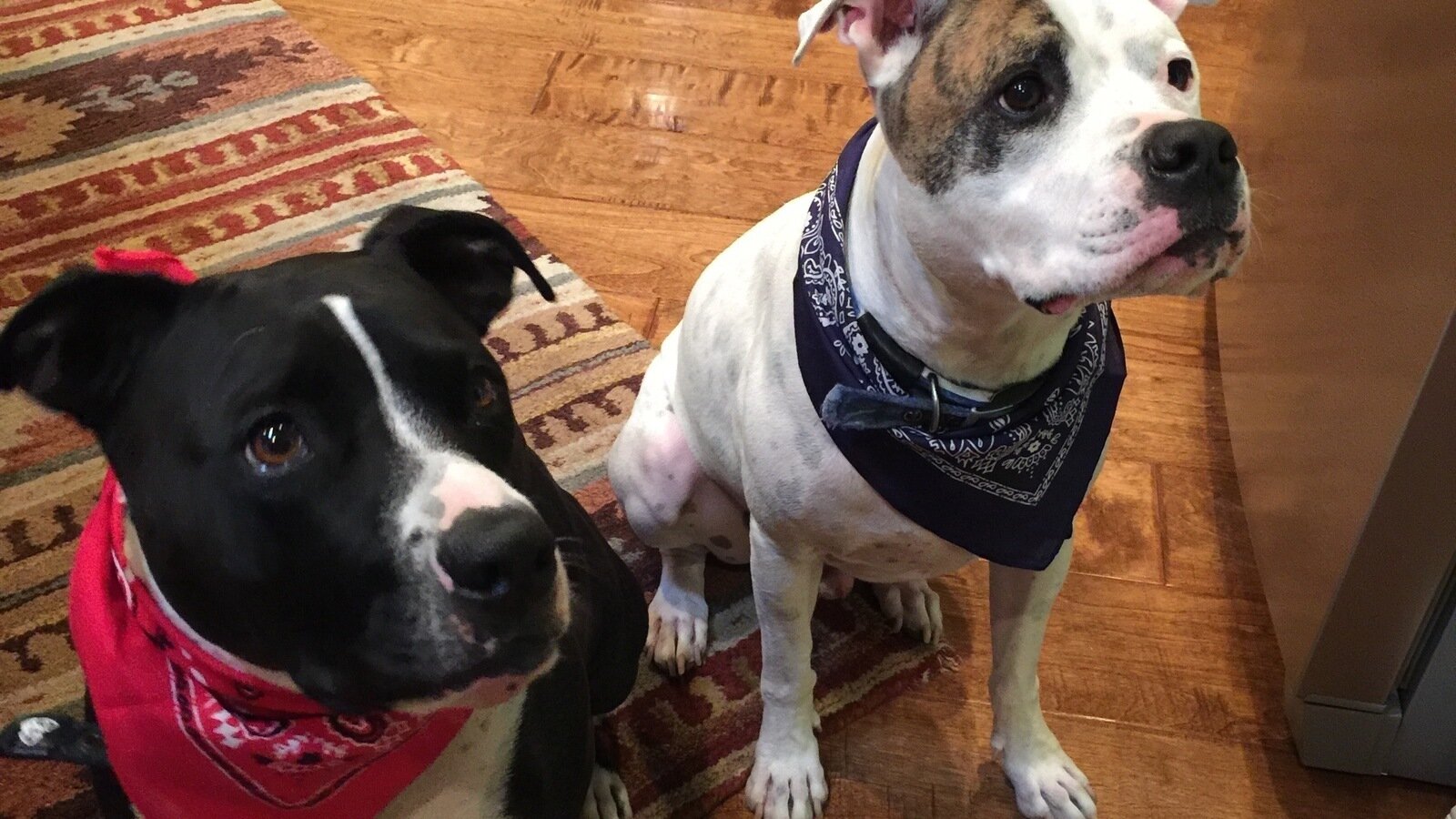 Petition · Stop the Unfair Regulation of Pit Bulls by Government ...