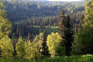 Petition · Save the Chuitna River Salmon run from a Texas Strip Mine ...