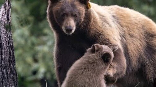 Petition · Stop the killing of Mamma Bear Hope & her cub Bounce in Lake ...