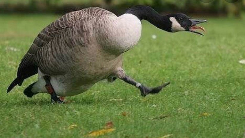 Petition · Change in the names of Canadian Geese to Cobra Chickens ...