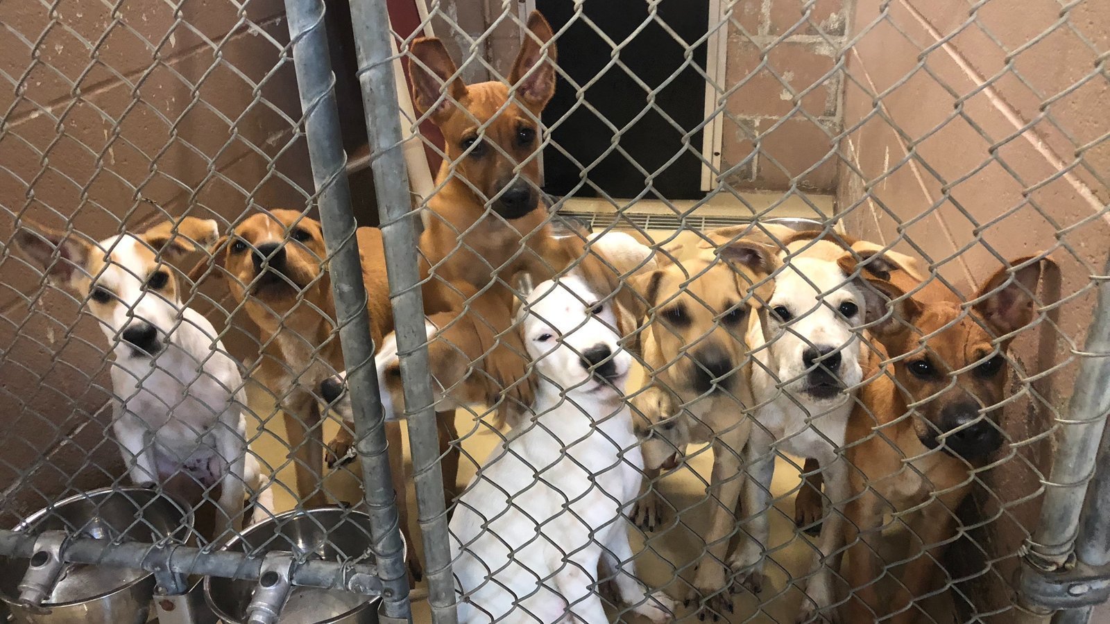Petition · Bring attention to stray animals this COVID-19 pandemic ...