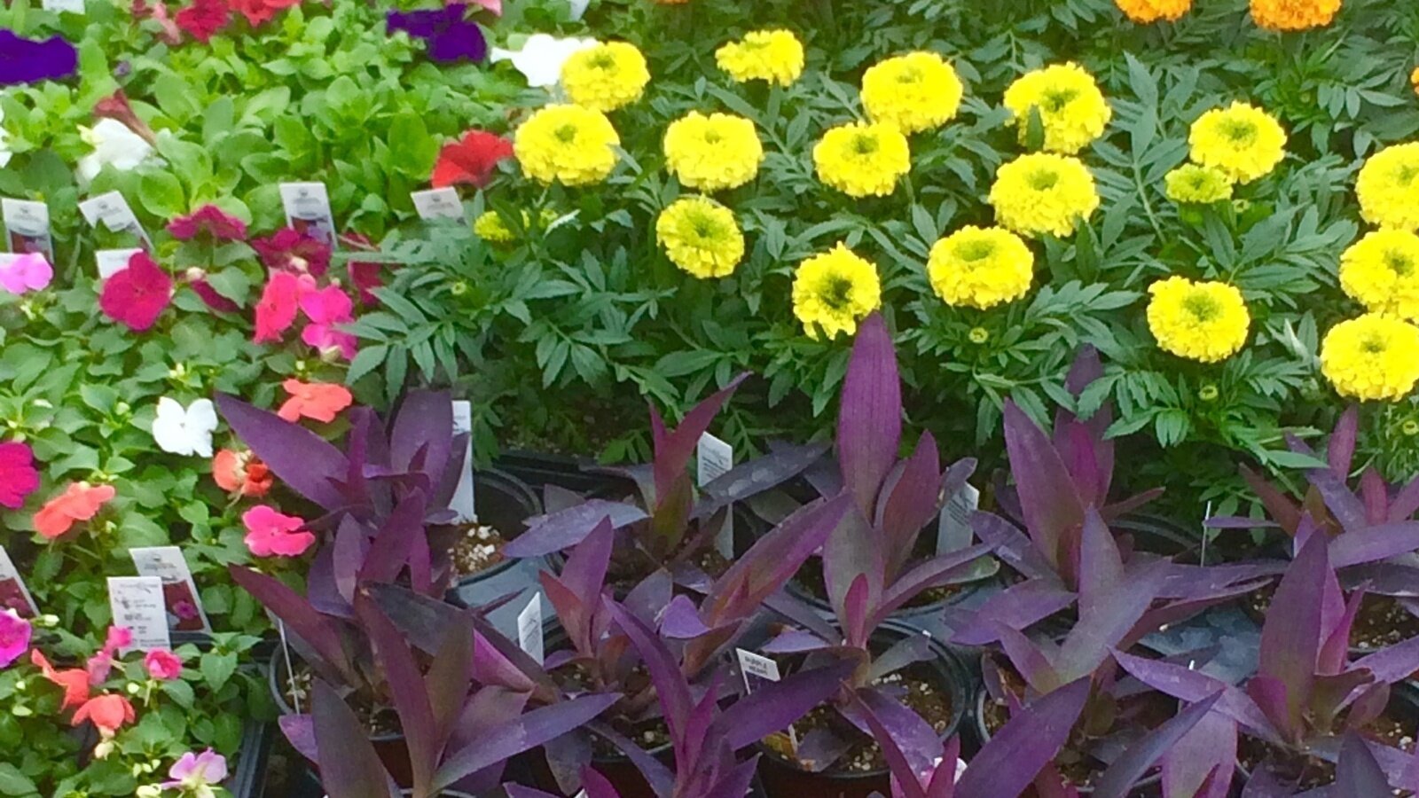 Petition · PLEASE sign to Help SAVE Our Small Family Plant Nursery ... Petition · PLEASE sign to Help SAVE Our Small Family Plant Nursery ...
