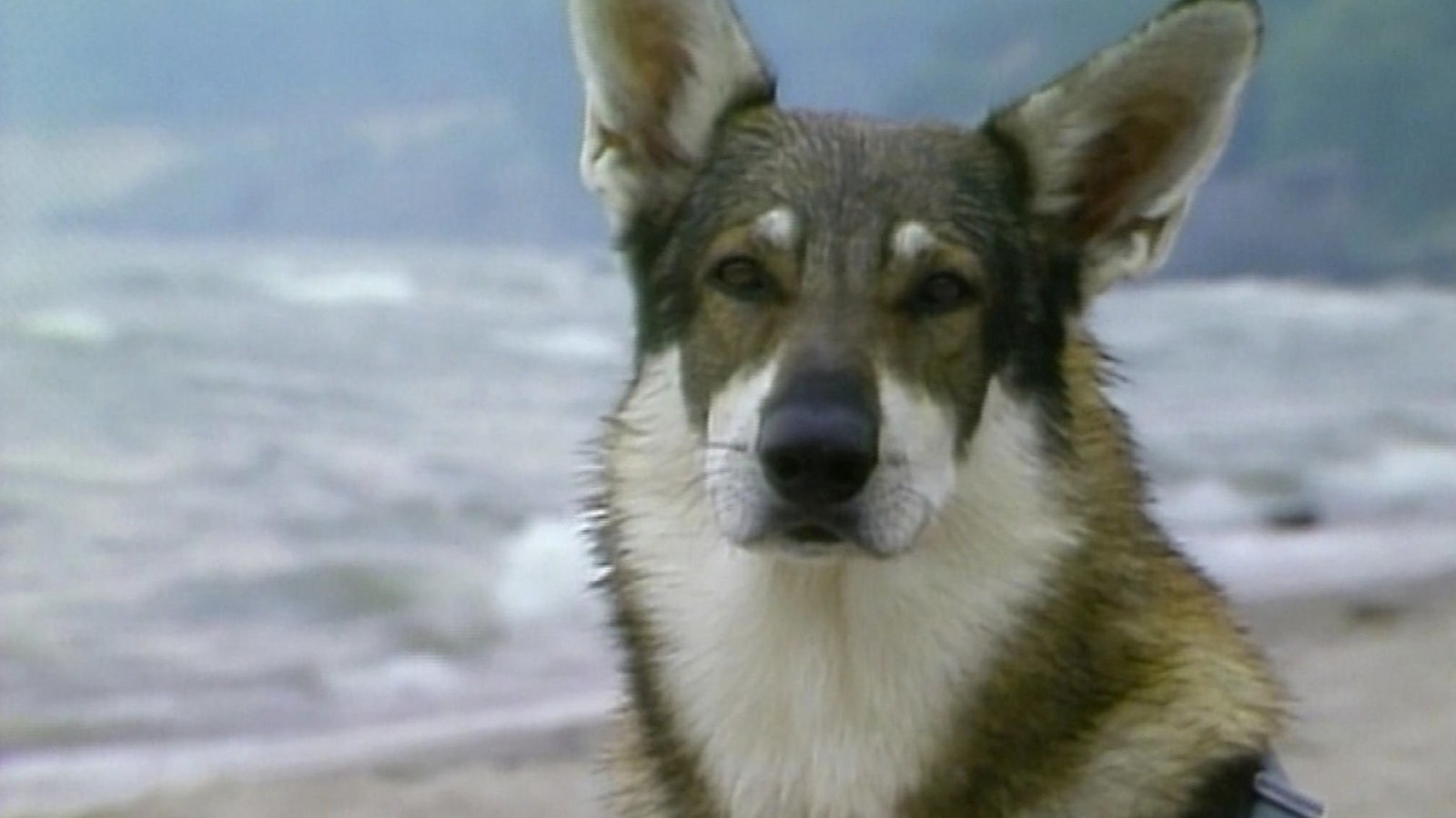 Petition · London, the dog from the Littlest Hobo NEEDS to be featured ...