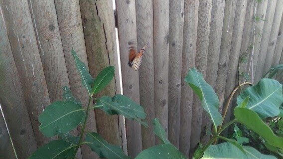 Petition · Monarch butterflies are in trouble. Protect the milkweed ...