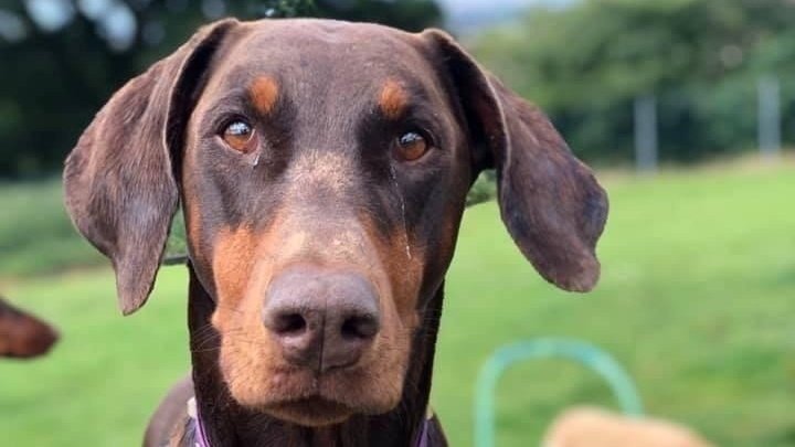 Petition · Ban the import of mutilated dogs - United Kingdom · Change.org