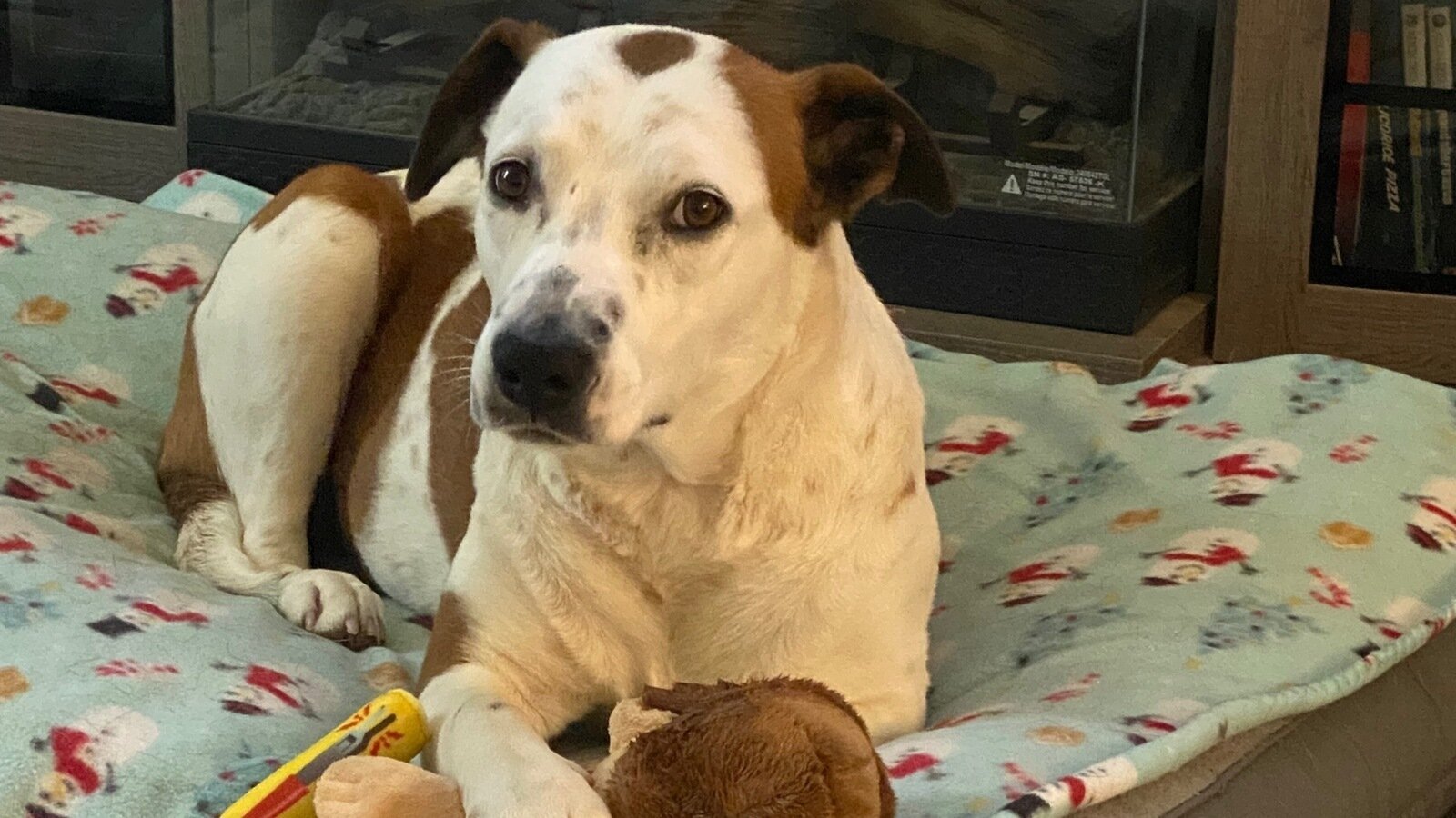 Petition · Implement Fines for Unlicensed Breeders and Require ...