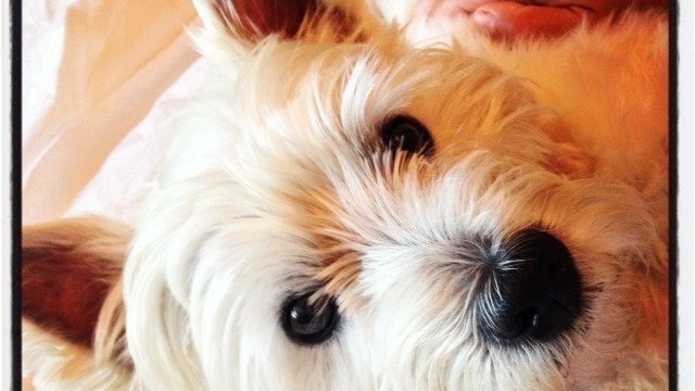 Petition · We want to bring Kenneth back! - Australia · Change.org