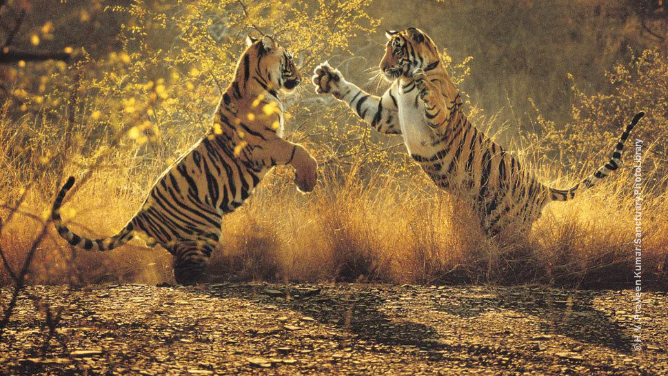 Petition · Save the Tiger: Heed its "Leave Me Alone" call - India ...