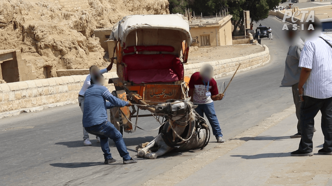 Petition · The Dark and Ugly side of Egypt . - Belgium · Change.org