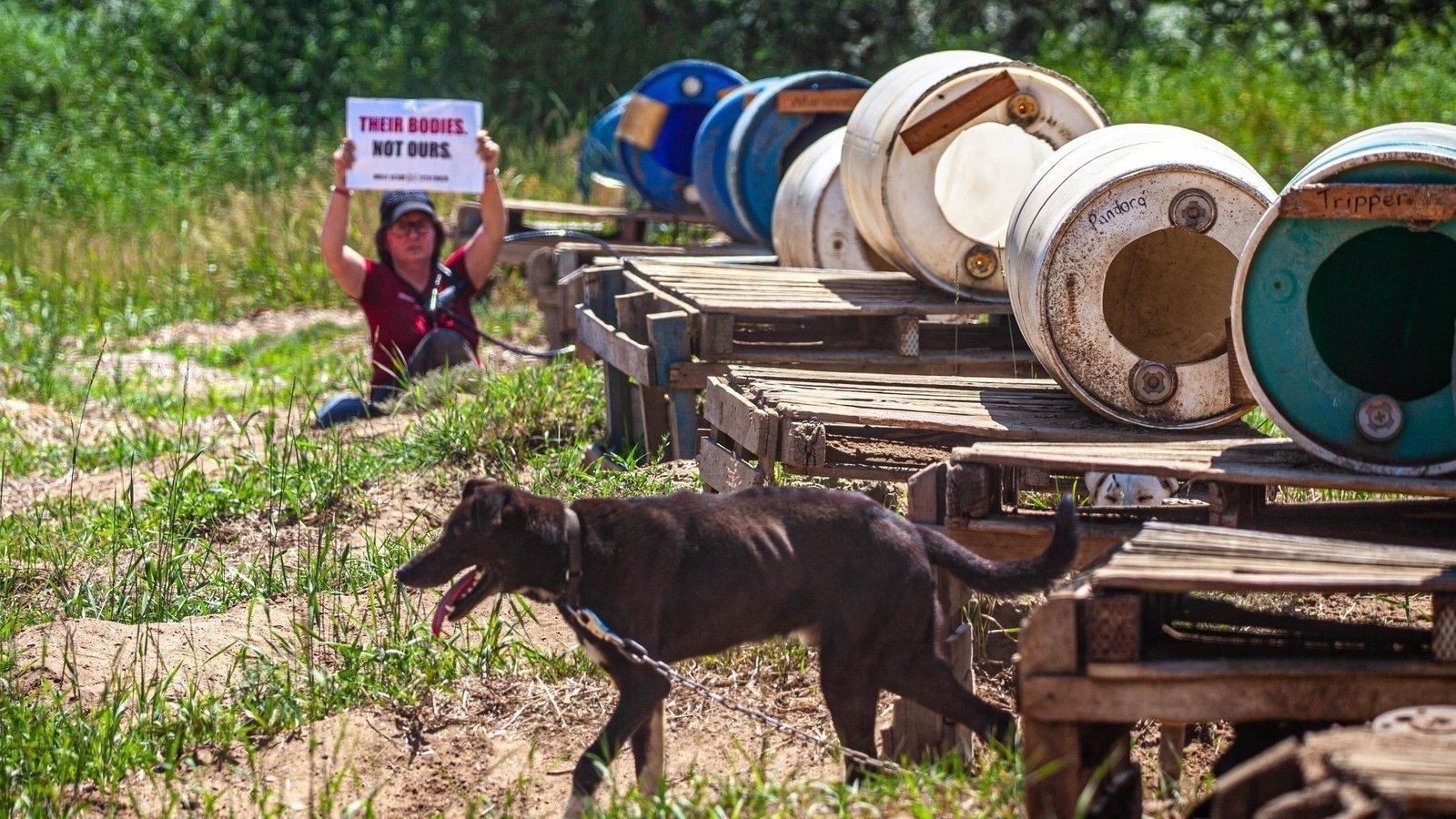 Petition · An Animal Bill of Rights in Ontario - Canada · Change.org