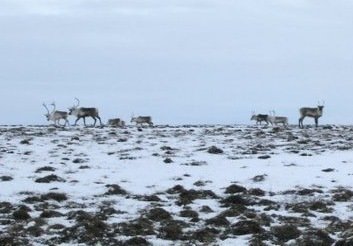 Petition · Protect the Caribou Calving Grounds - Canada · Change.org