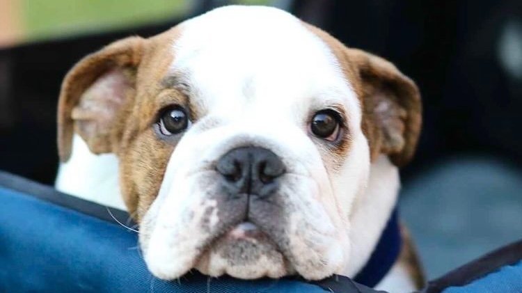 Petition · Verify Buxley the Bulldog!! - Nepal · Change.org