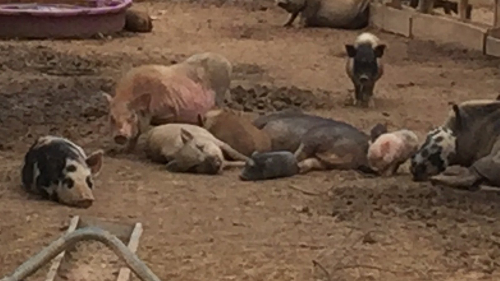 Petition · Stop Mini Pig Neglect and Theft at Miso Happie Farm ...